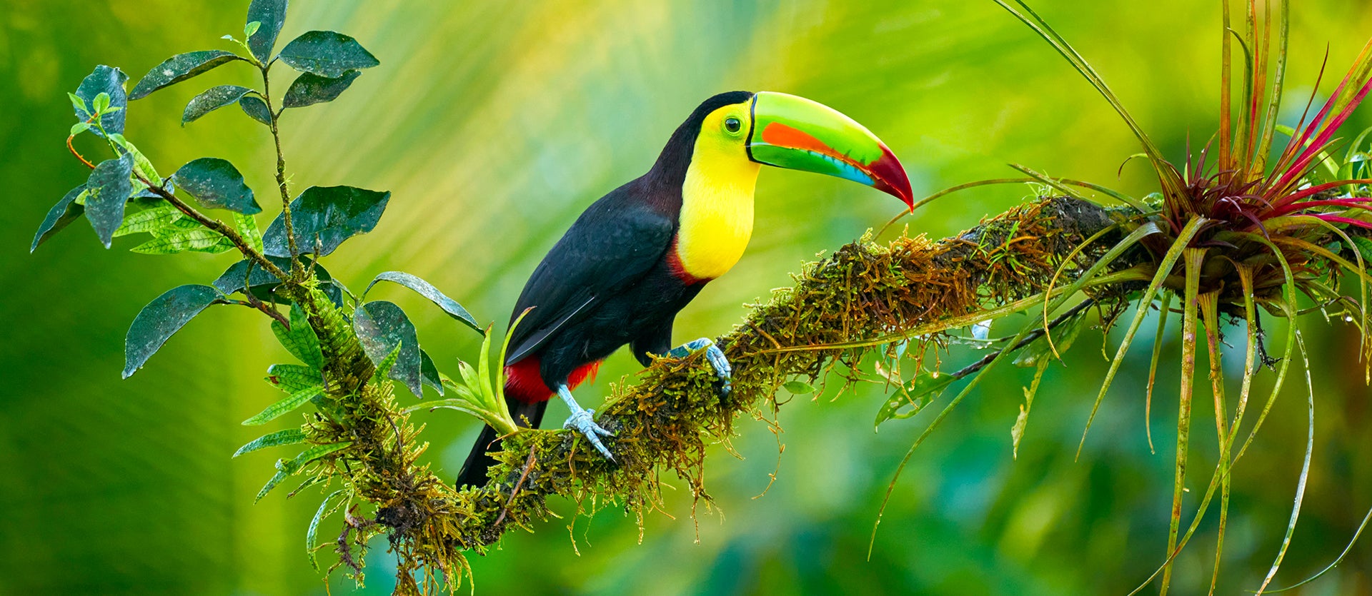 Natural parks of the Caribbean & Pacific